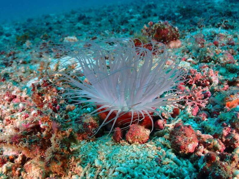 Discover Scuba Diving in Boracay - The Quality of the Equipment and Support