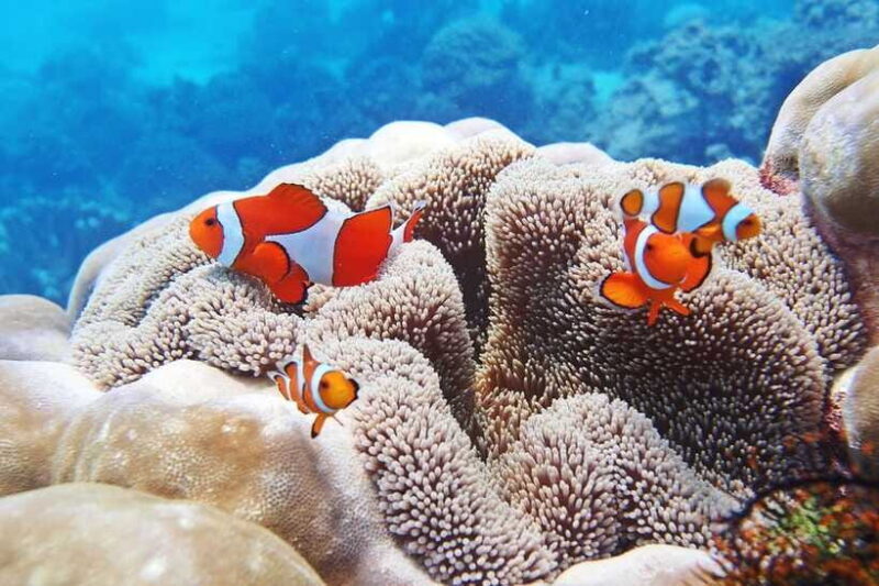 Discover Scuba Diving in Boracay - Why This Tour Gets Consistently Good Reviews