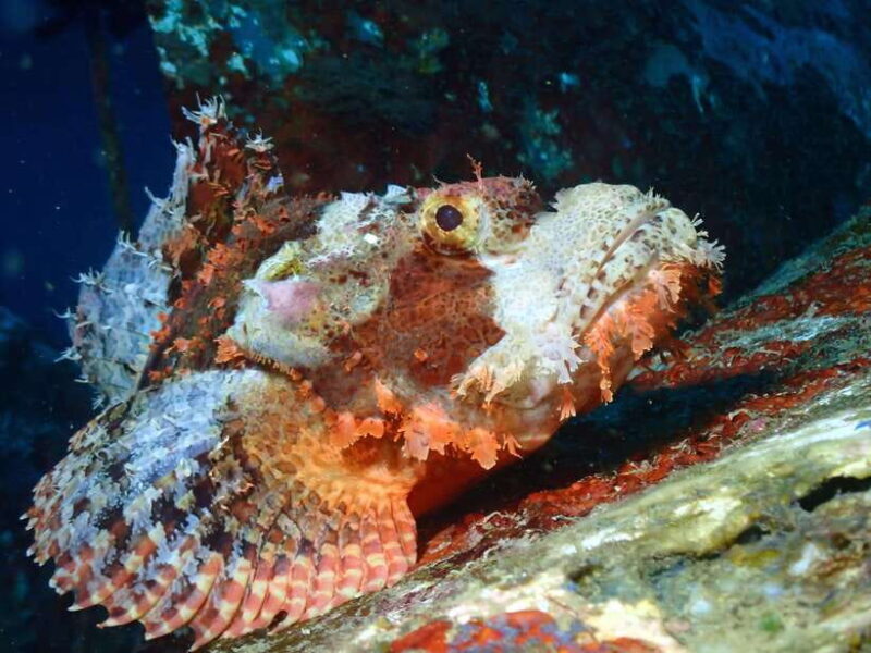 Discover Scuba Diving in Boracay - Who Should Consider This Experience?