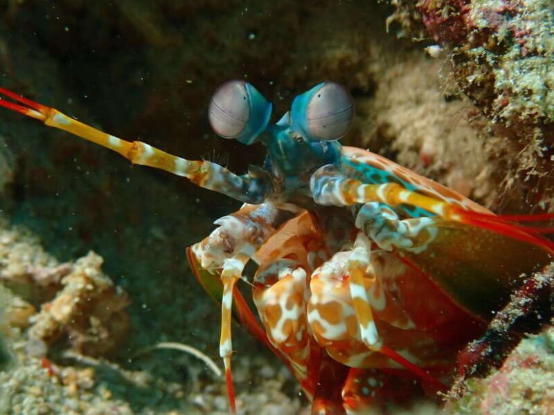 Discover Scuba Diving in Boracay - Practical Tips for Participants