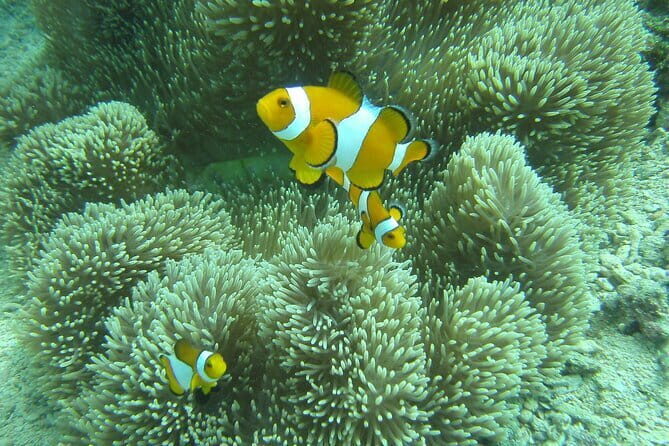 Discover Scuba Diving in Coron - FAQ: Your Questions Answered