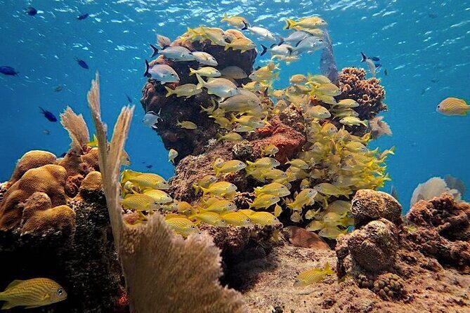 Discover Scuba Diving in Cozumel Paradise Reef - Practical Details