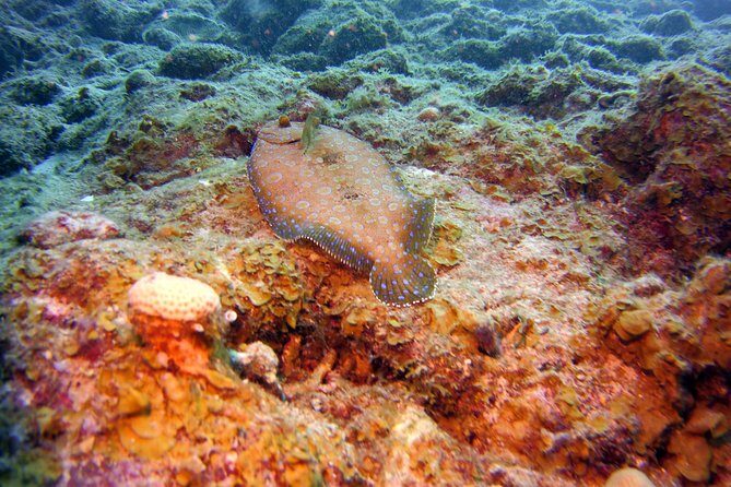 Discover Scuba Diving in Curacao - Final Thoughts