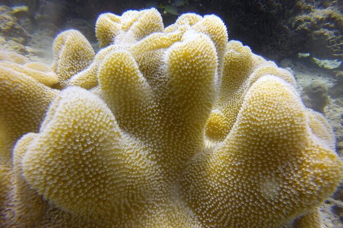 Discover Scuba Diving in Dharavandhoo - Practical Tips to Make the Most of Your Experience