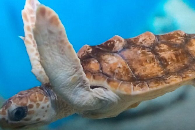 Discover Scuba Diving in Montego Bay - What’s Included and What’s Not