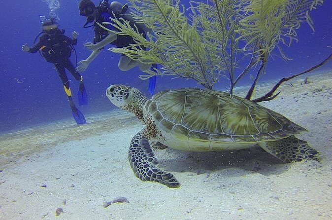 Discover Scuba Diving in Montego Bay - Authentic Experiences and Traveler Feedback