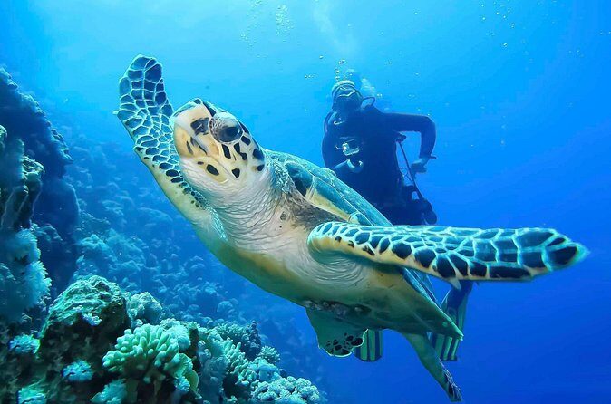 Discover Scuba Diving in Montego Bay-TWO Tank (First time Diving) - A Closer Look at the Experience