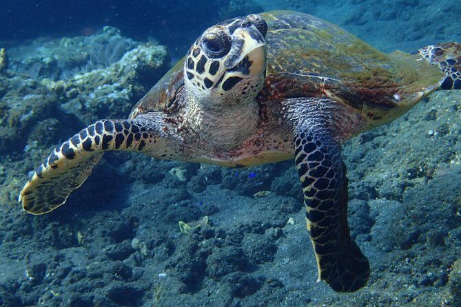 Discover Scuba Diving in Pemuteran - Diving Initiation in Bali (Menjangan Park) - The Guides and Overall Experience