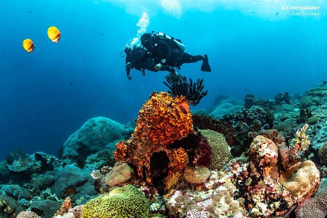 Discover Scuba Diving in Pemuteran - Diving Initiation in Bali (Menjangan Park) - The Sum Up