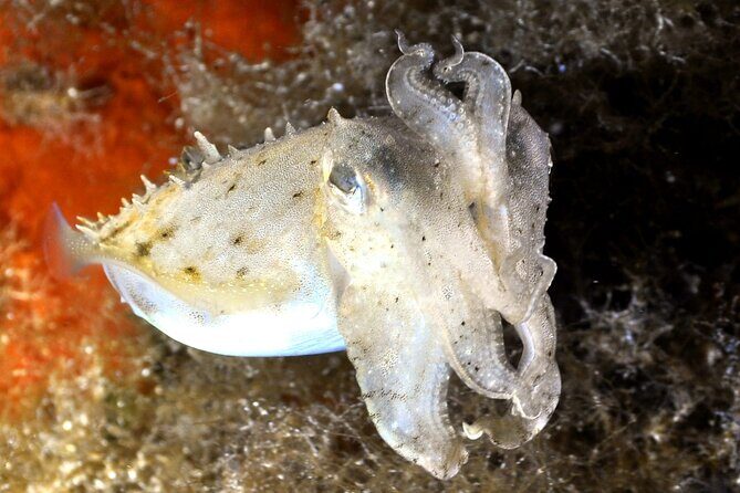 Discover Scuba diving in Villasimius - FAQs