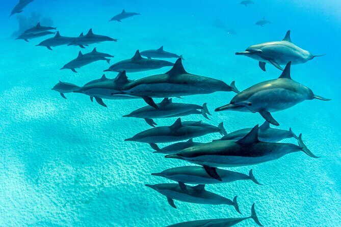 Discover Scuba Diving in Waikiki - Who Might Not Be the Best Fit?