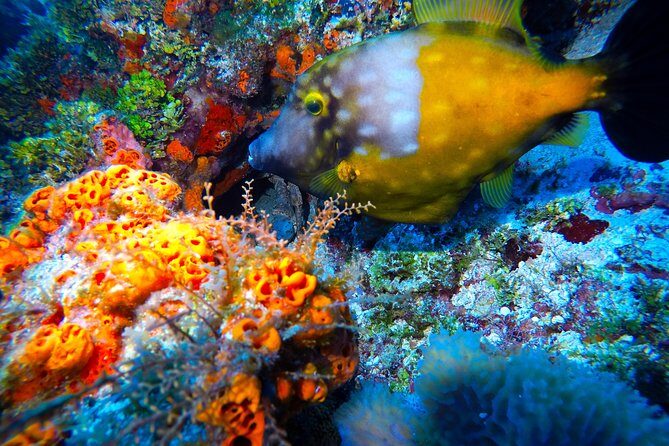 Discover Scuba Diving PADI in Playa del Carmen including underwater video - Who Will Enjoy This Tour?