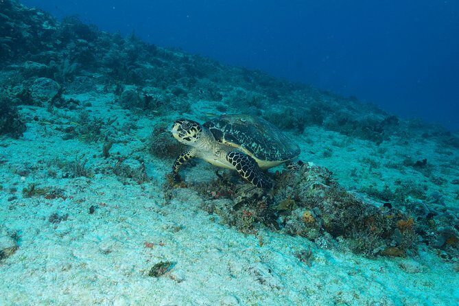 Discover Scuba Diving PADI in Playa del Carmen including underwater video - Why This Tour Works