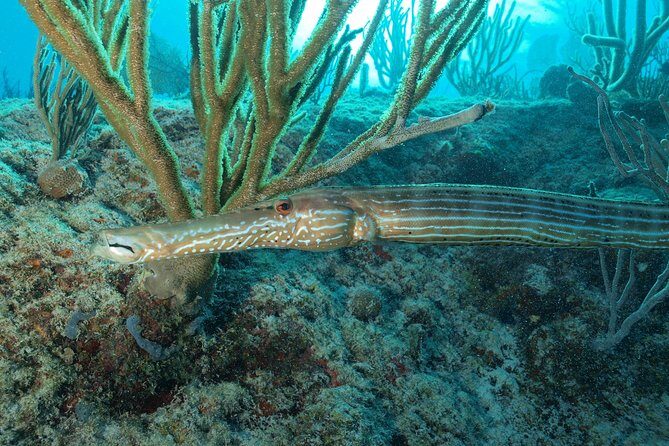 Discover Scuba Diving PADI in Playa del Carmen including underwater video - Possible Drawbacks and Considerations