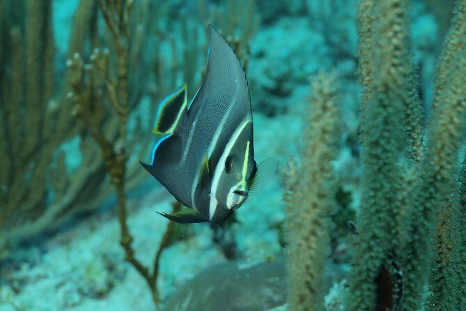 Discover Scuba Diving PADI in Playa del Carmen including underwater video - Final Thoughts: Is It Worth It?