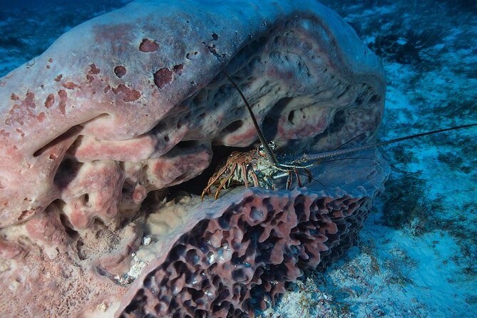 Discover Scuba Diving PADI in Playa del Carmen including underwater video - FAQs