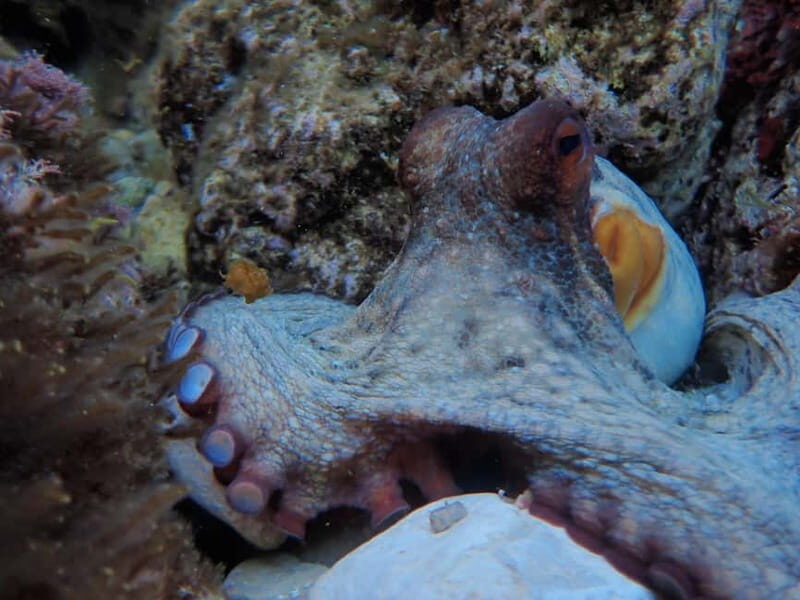 Discover Scuba Diving, scuba diving for begginers!! - The Experience and Its Benefits