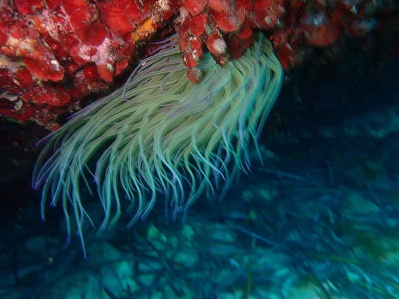 Discover Scuba Diving, scuba diving for begginers!! - FAQ
