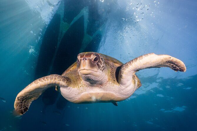 Discover Scuba Diving: Training plus boat dive! - FAQs