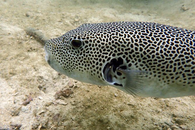 Discover Scuba Diving, try dive for beginners ( Start at Ko Kut) - What to Expect at Ko Kut’s Discover Scuba Tour