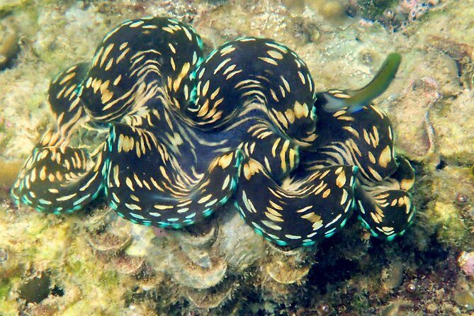 Discover Scuba Diving, try dive for beginners ( Start at Ko Kut) - The Value of Guided Instruction