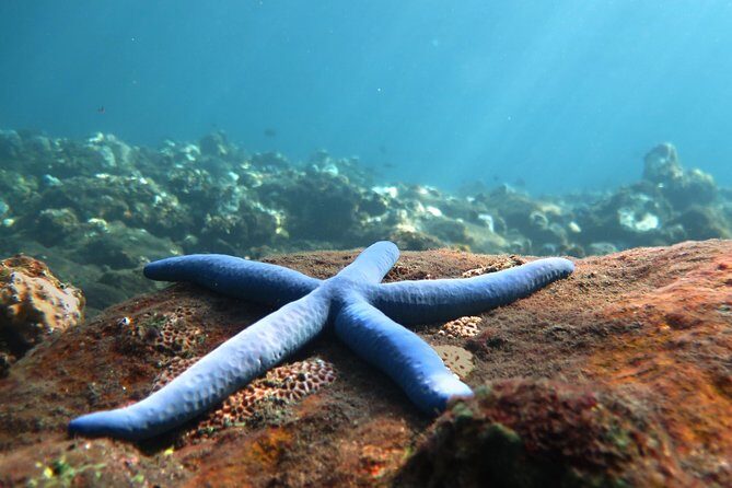 Discover Scuba Diving Tulamben Bali For Non-Certified Divers - Discover Scuba Diving Tulamben Bali For Non-Certified Divers