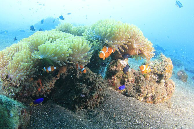 Discover Scuba Diving Tulamben Bali For Non-Certified Divers - Key Points
