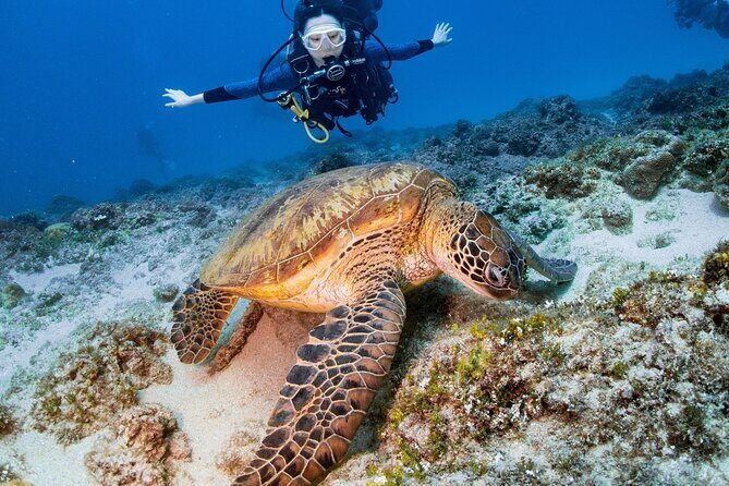 Discover Scuba Diving With Sea Turtles  Xiaoliuqiu, Taiwan - Key Points