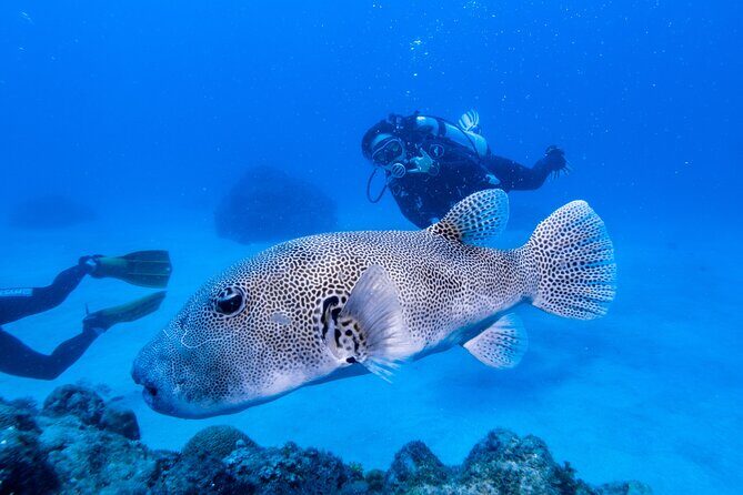 Discover Scuba Diving With Sea Turtles  Xiaoliuqiu, Taiwan - Who Should Consider This Experience?