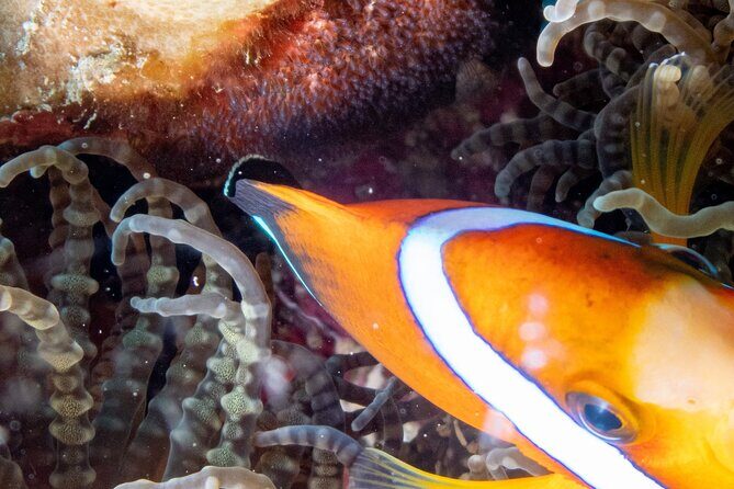 Discover Scuba Diving With Sea Turtles  Xiaoliuqiu, Taiwan - Frequently Asked Questions