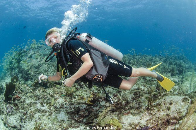 Discover scuba ,MUSA and Manchones reef dive without license - The Sum Up: Is This Experience Right for You?