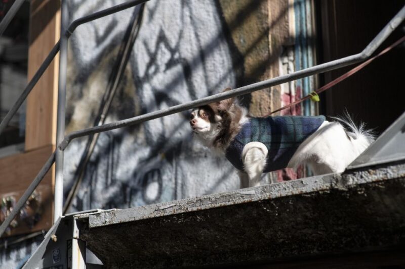Discover Shimokitazawa: Tokyos Bohemian Neighbourhood - Key Points