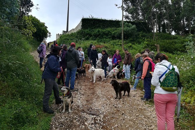 Discover Sintra's Hidden Trails: A Unique Hiking Experience - An Honest Look at the Experience