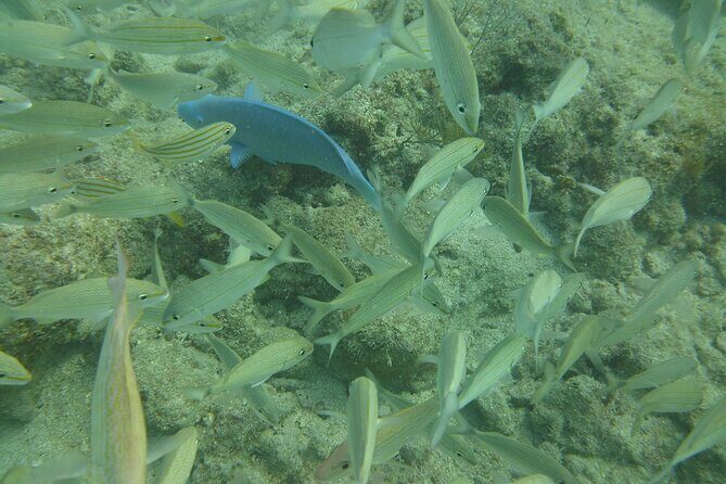 Discover Snorkeling Tour in Panama City - An Authentic Look at Panama City Snorkeling