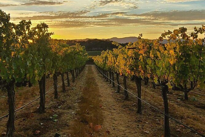 Discover Sonoma's Natural Wineries in Small-Group Tour - The Sum Up