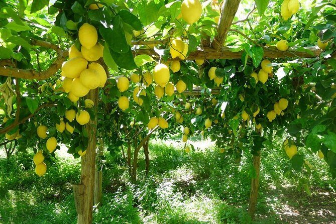 Discover Sorrento with food tasting and walking Tour - Authenticity and Experience