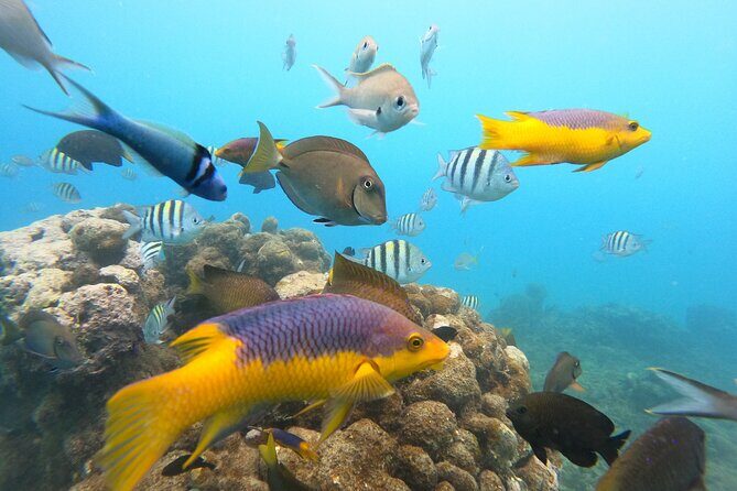Discover Sosua's Underwater World & Beach Day - FAQ