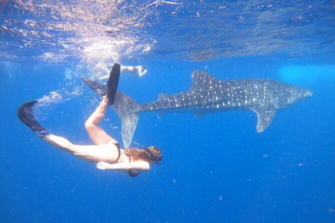 Discover South Ari Atoll - Full Day Tour from Male city - Practical details and tips