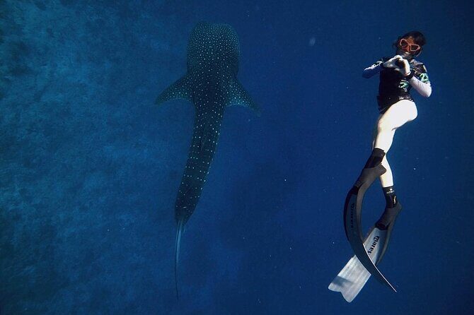 Discover South Ari Atoll - Full Day Tour from Male city - The Sum Up