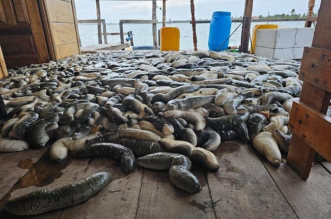 Discover Sri Lankas Unique Marine Farming Culture - Who Should Consider This Tour?