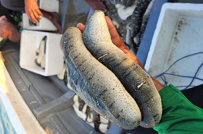 Discover Sri Lankas Unique Marine Farming Culture - FAQ: Practical Questions About the Sea Cucumber Farm Tour
