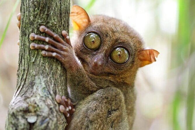 Discover Sulawesi: Toraja, Togean, Manado & Bunaken 15 Day - Key Points