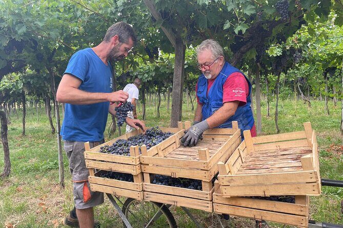 Discover the Amarone wine: 1 winery with delicious food pairing - Discover the Amarone wine: 1 winery with delicious food pairing