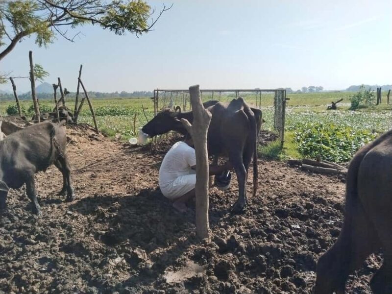 Discover the Art of Curd Making in Tissamaharama - Key Points