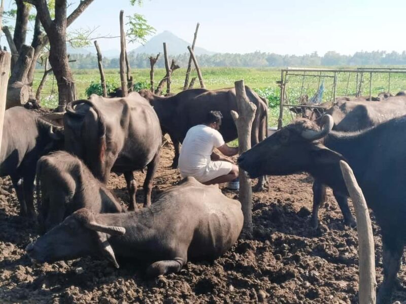 Discover the Art of Curd Making in Tissamaharama - An In-Depth Look at the Tissamaharama Curd-Making Tour