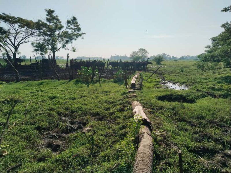 Discover the Art of Curd Making in Tissamaharama - Final Thoughts
