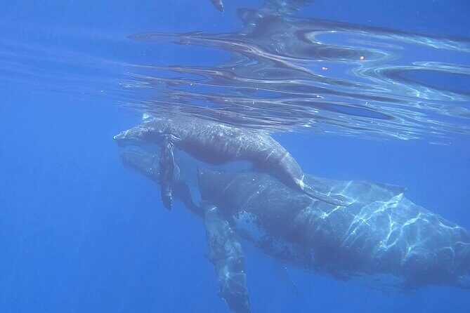 Discover the Beauty of Polynesian Waters by Boat and Snorkeling - FAQ
