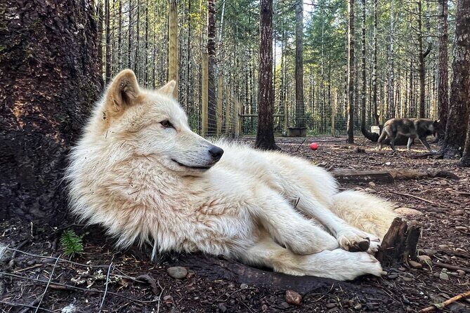 Discover the beauty of the wild & Roam in the spirit of the wolf - A Genuine Look at an Uncommon Experience