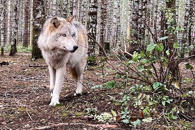 Discover the beauty of the wild & Roam in the spirit of the wolf - Practical Considerations