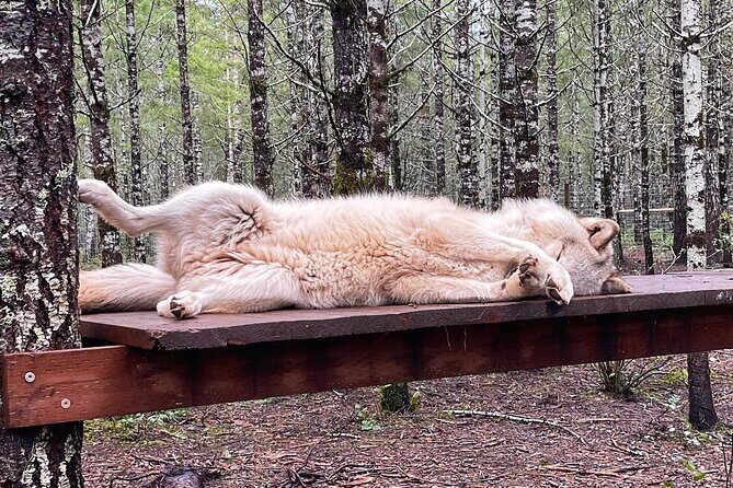 Discover the beauty of the wild & Roam in the spirit of the wolf - FAQ